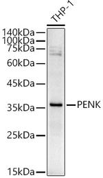 PENK Polyclonal Antibody (PA5-92882)