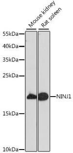 Anti-NINJ1 Antibodies | Invitrogen
