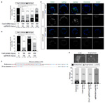 CD140a (PDGFRA) Monoclonal Antibody (APA5) (14-1401-82)