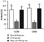 CD80 (B7-1) Monoclonal Antibody (16-10A1), PE-Cyanine7 (25-0801-82)