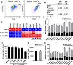 CD140a (PDGFRA) Monoclonal Antibody (APA5) (14-1401-82)