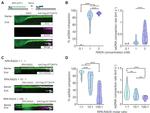 Anti-Double Stranded DNA Antibodies | Invitrogen