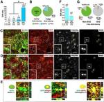 CD140a (PDGFRA) Monoclonal Antibody (APA5) (14-1401-82)