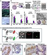 CD10 Monoclonal Antibody (eBioCB-CALLA (CB-CALLA)), APC (17-0106-42)