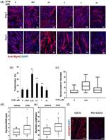 Myosin 4 Monoclonal Antibody (MF20) (14-6503-82)