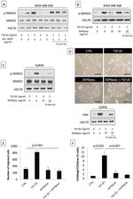 Anti-CD44 Antibodies | Invitrogen