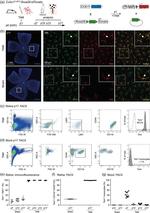 CD11b Monoclonal Antibody (M1/70), PerCP-eFluor™ 710 (46-0112-82)
