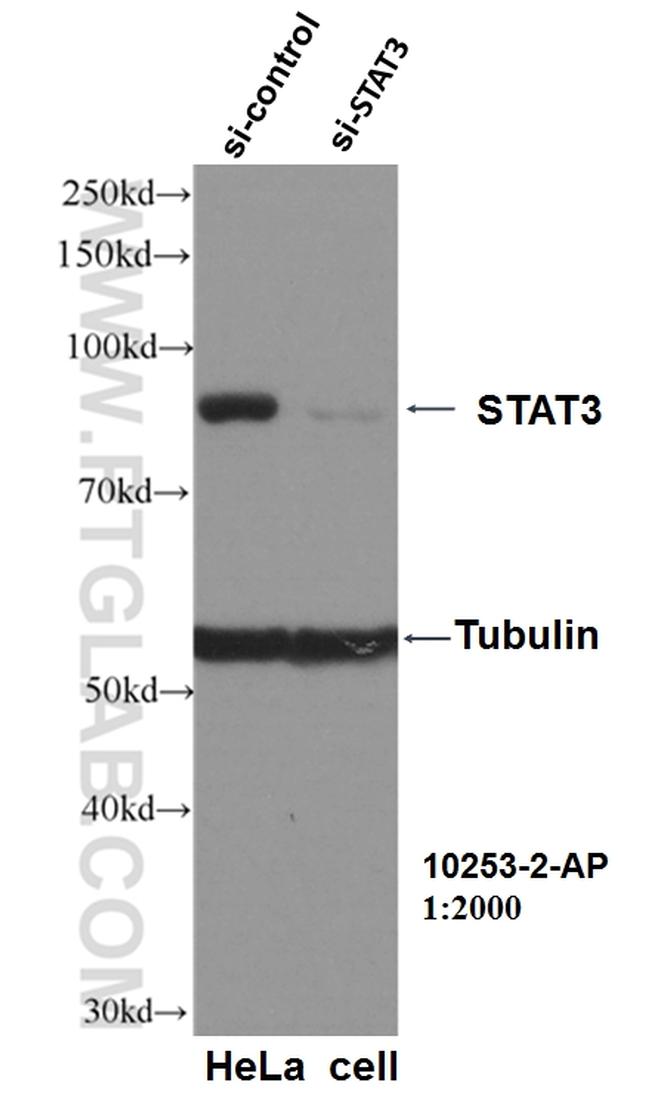 STAT3 Antibody (10253-2-AP)