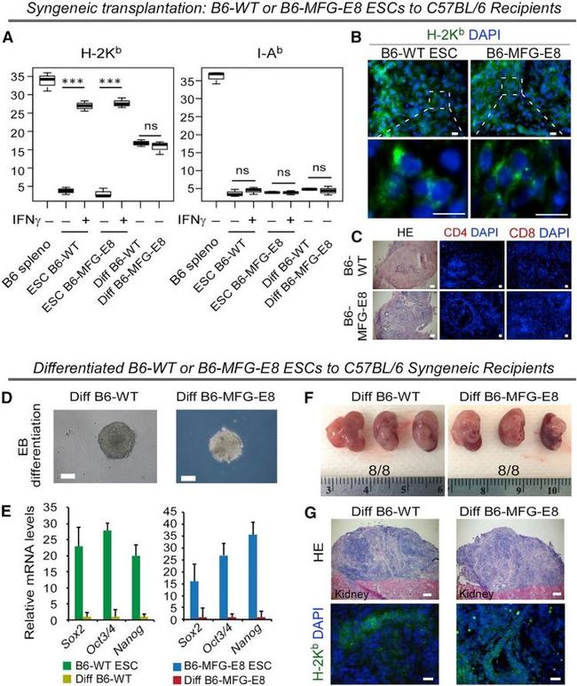 CD8a Antibody, Biotin, Functional Grade (36-0081-85)