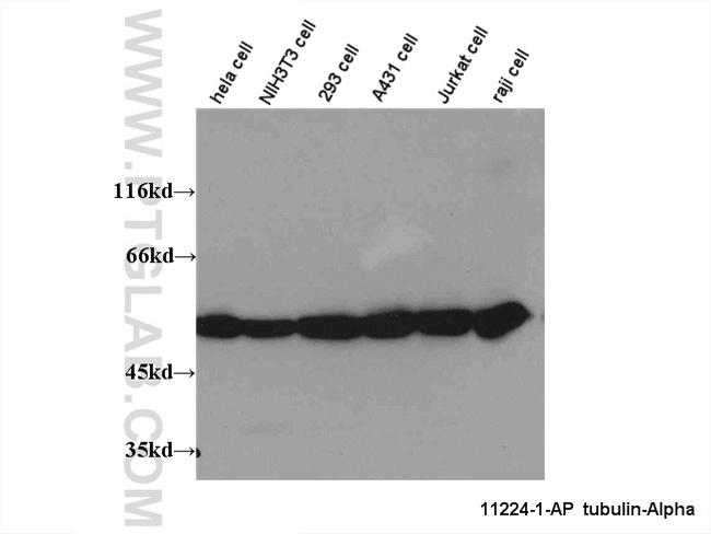 alpha Tubulin Antibody (11224-1-AP)