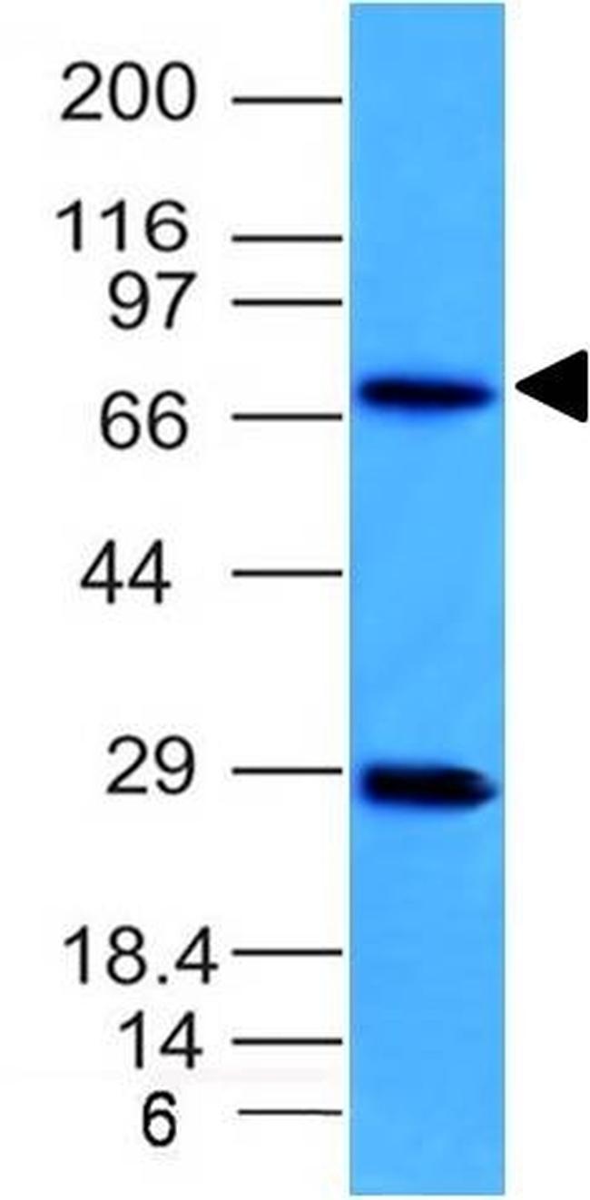 Topoisomerase (DNA) I, Mitochondrial (TOP1MT) Antibody (116447-MSM3-P1ABX)
