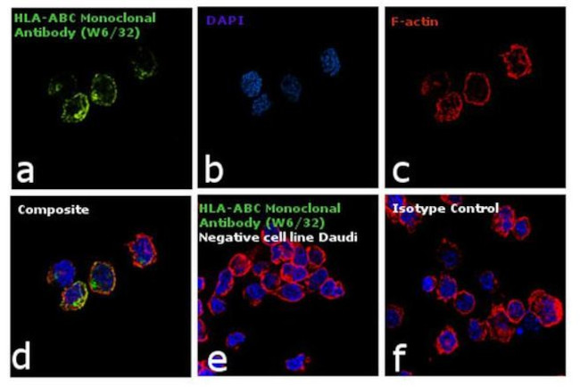 HLA-ABC Monoclonal Antibody (W6/32), FITC (11-9983-42)