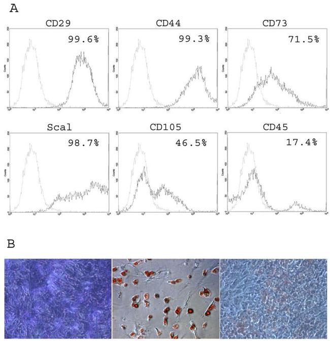 CD29 (Integrin beta 1) Antibody, FITC (11-0291-82)