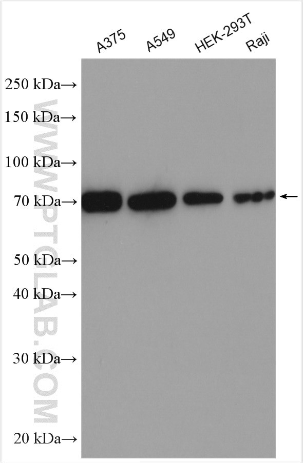 LAMP3 Polyclonal Antibody (12632-1-AP)