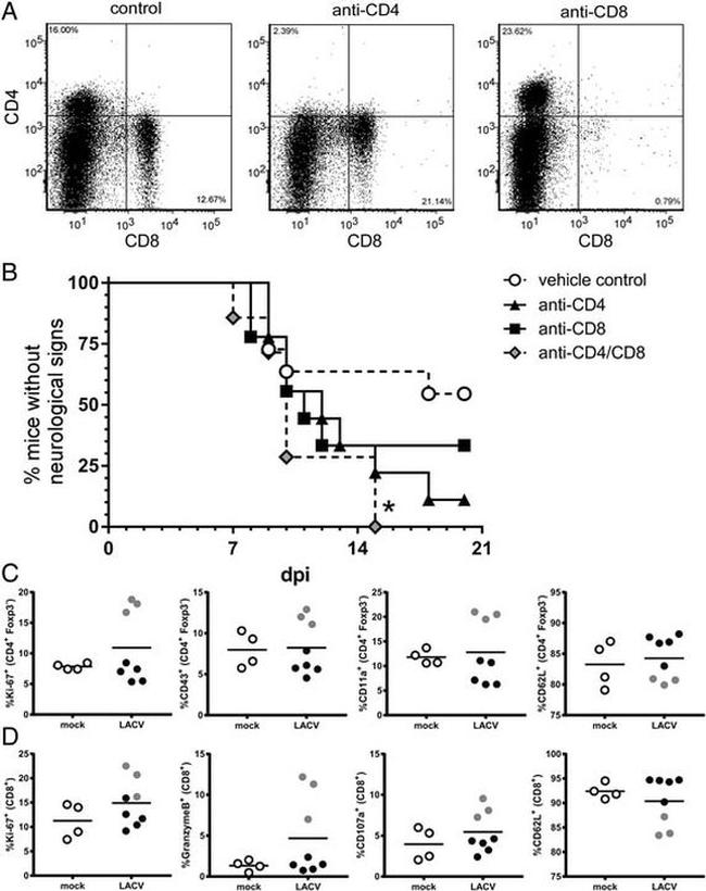 Granzyme B Antibody, APC (GRB05)