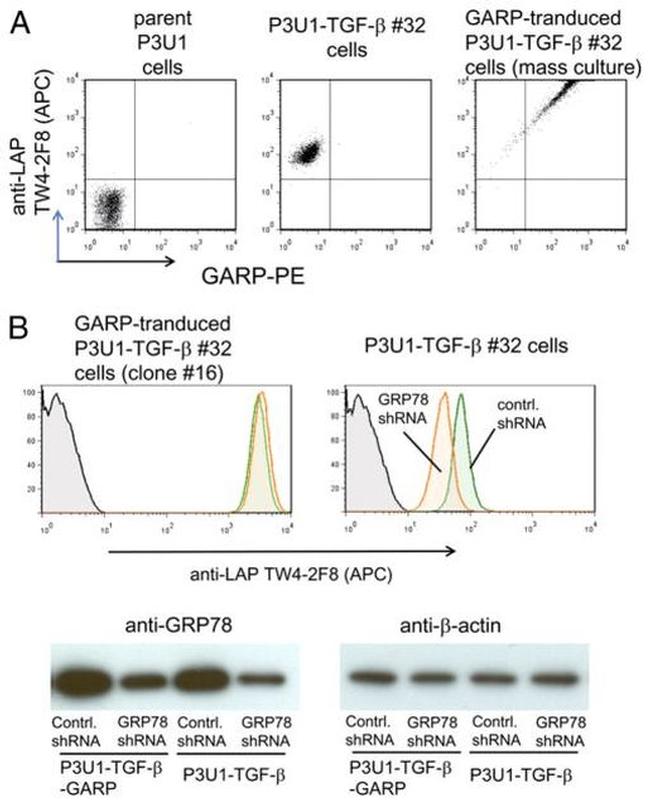 GARP Antibody, PE (12-9891-82)