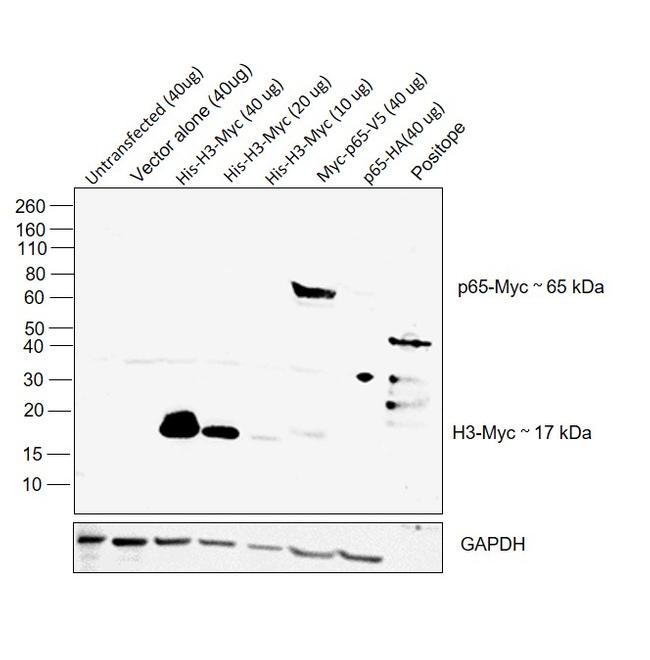 c-Myc Antibody (13-2500)