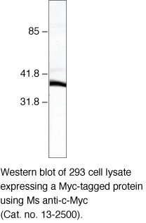 c-Myc Antibody (13-2500)