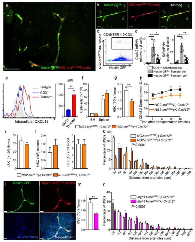 CD48 Antibody, PerCP-eFluor™ 710 (46-0481-82)