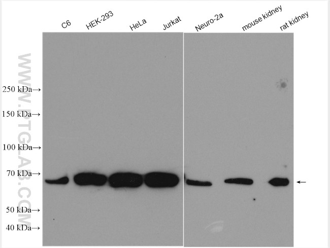 G3BP1 Polyclonal Antibody (13057-2-AP)