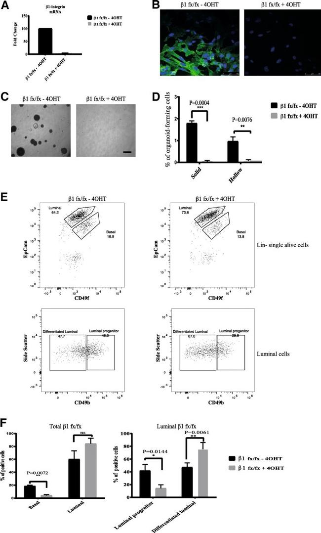 CD29 (Integrin beta 1) Antibody, FITC (11-0291-82)