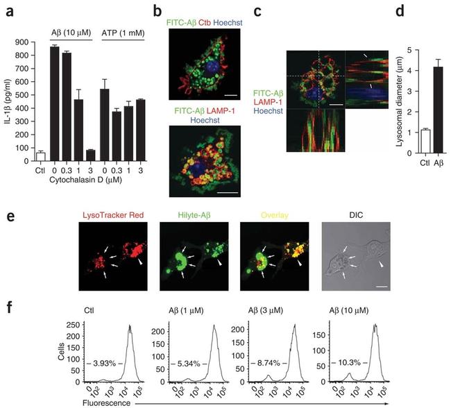 CD107a (LAMP-1) Antibody, eFluor™ 660 (50-1071-82)