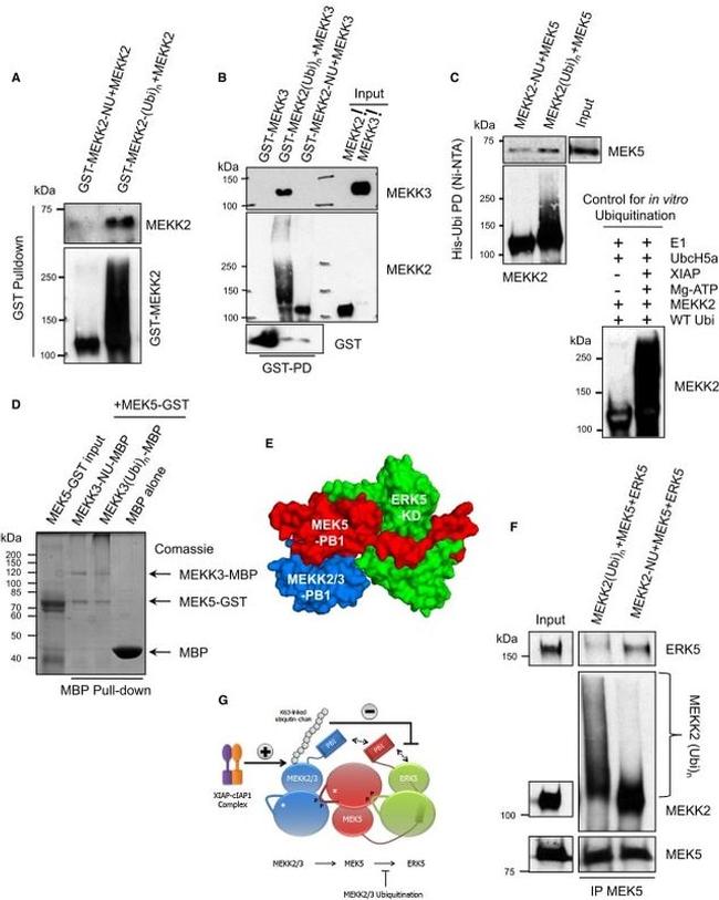Ubiquitin Antibody (13-1600)
