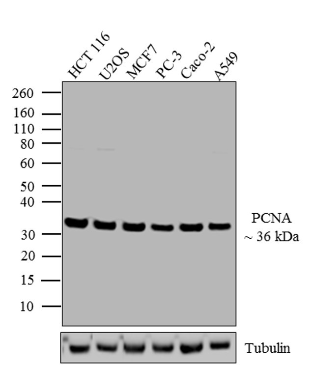 PCNA Monoclonal Antibody (PC10) (13-3900)