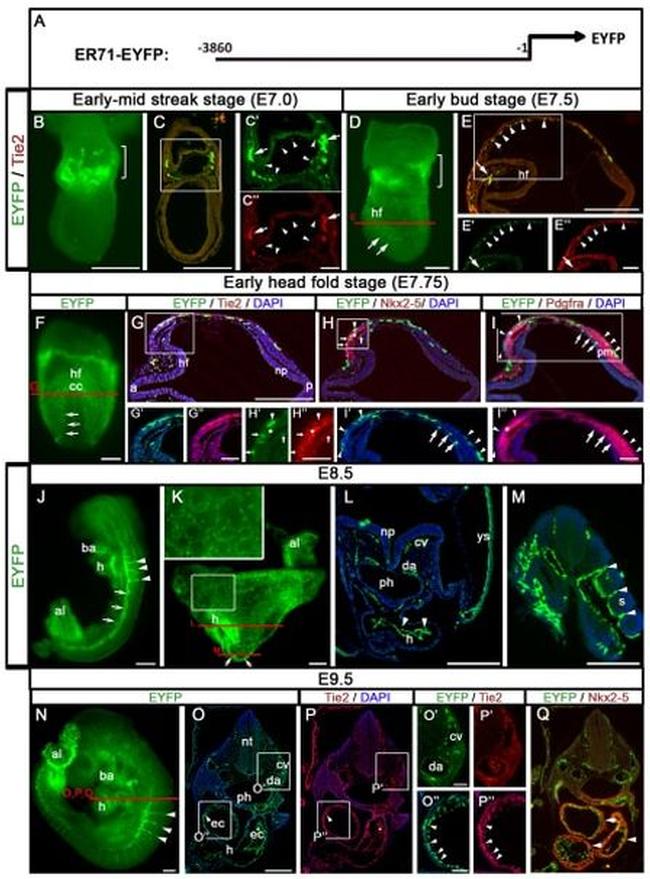 CD140a (PDGFRA) Antibody (14-1401-82)