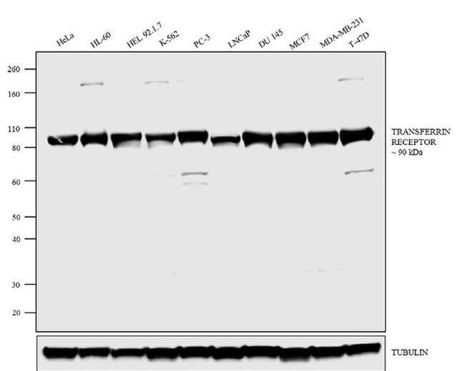 Transferrin Receptor Antibody (13-6800)