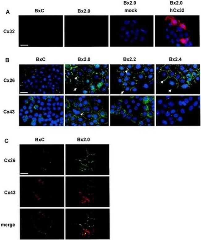 Connexin 26 Antibody (51-2800)