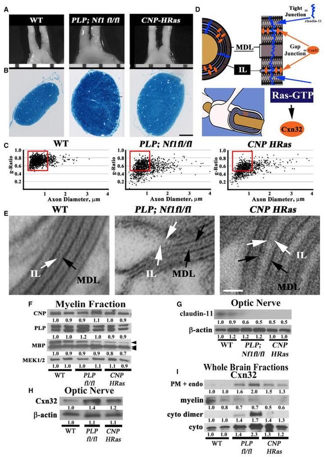 Connexin 32 Antibody (13-8200)