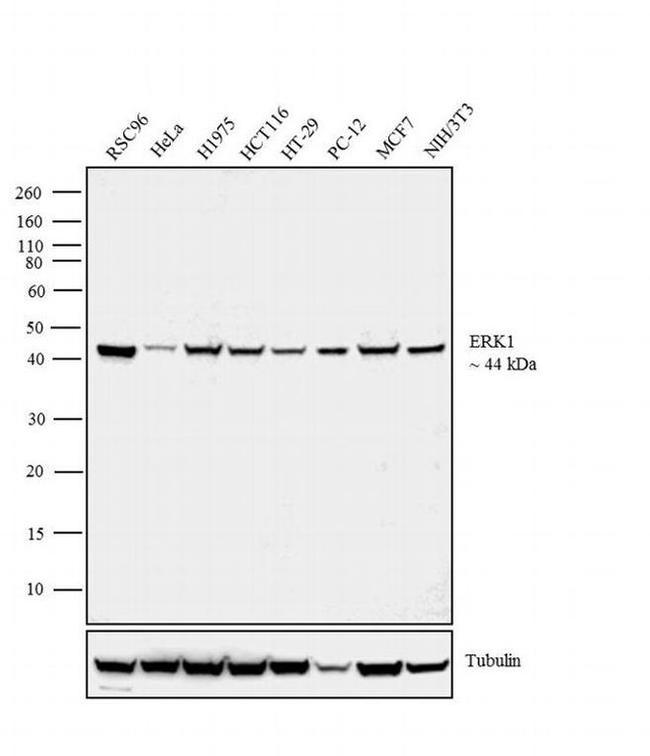 ERK1 Monoclonal Antibody (ERK-6B11) (13-8600)