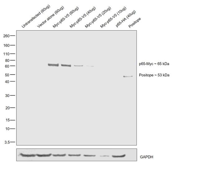 c-Myc Antibody (14-6784-82)