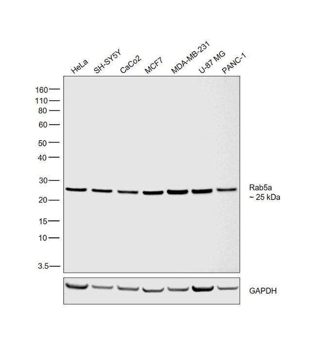 RAB5A Monoclonal Antibody (2E8B11) (14-9711-82)