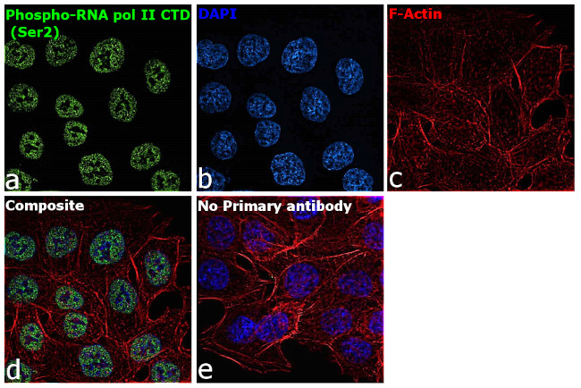 Phospho-RNA pol II CTD (Ser2) Antibody (14-9802-82)