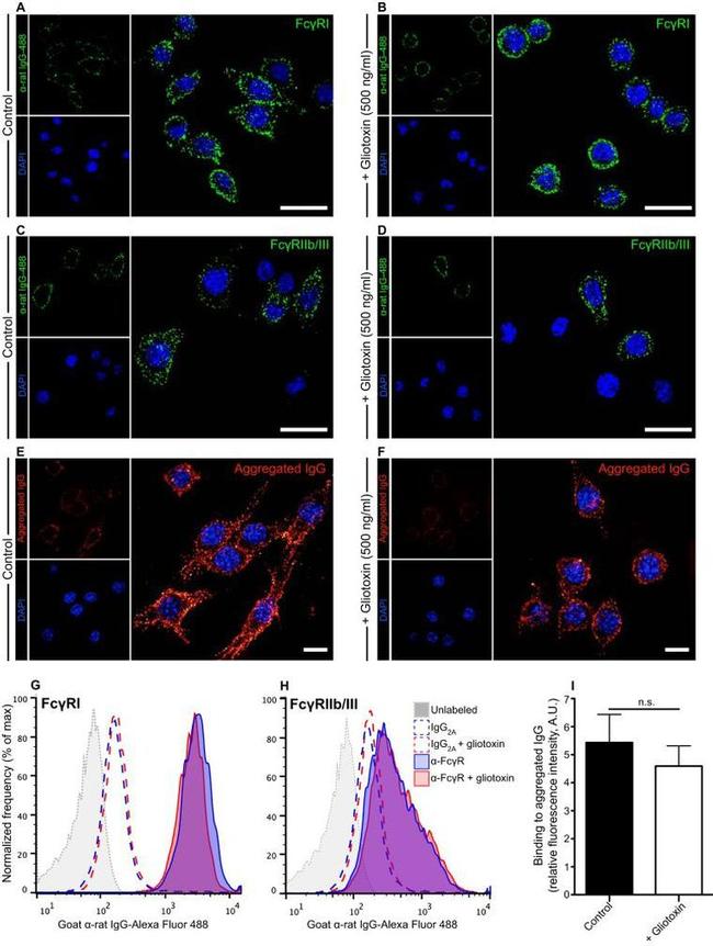 CD16/CD32 Antibody, Alexa Fluor™ 700 (56-0161-82)