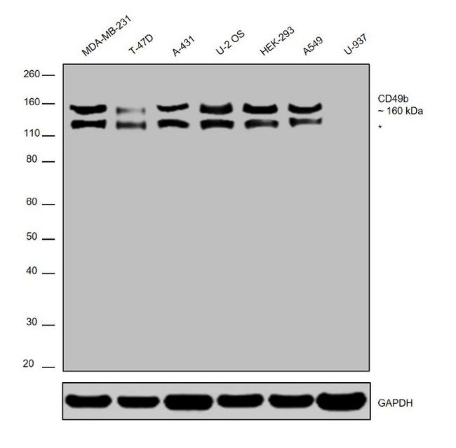 CD49b (Integrin alpha 2) Monoclonal Antibody (eBioY418 (Y418)) (14-0498-80)