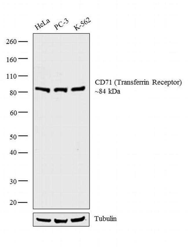 CD71 (Transferrin Receptor) Monoclonal Antibody (OKT9 (OKT-9)) (14-0719-82)