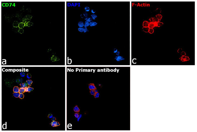 CD74 Antibody (14-0747-82)