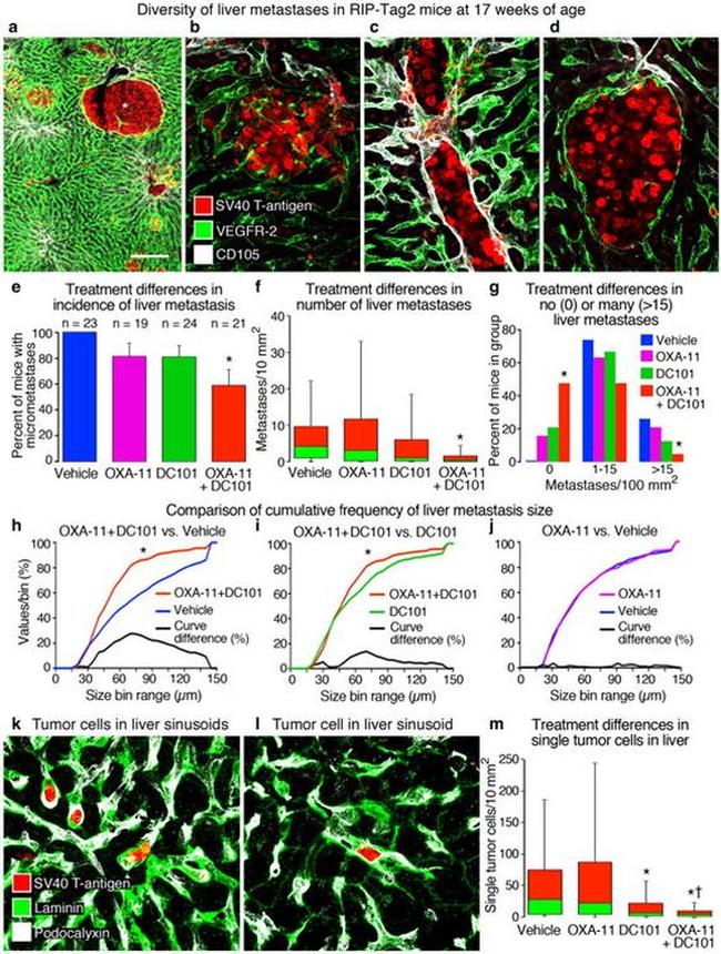 CD105 (Endoglin) Antibody (14-1051-82)