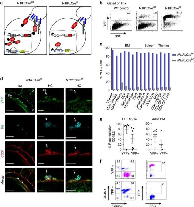 CD117 (c-Kit) Antibody (14-1171-82)