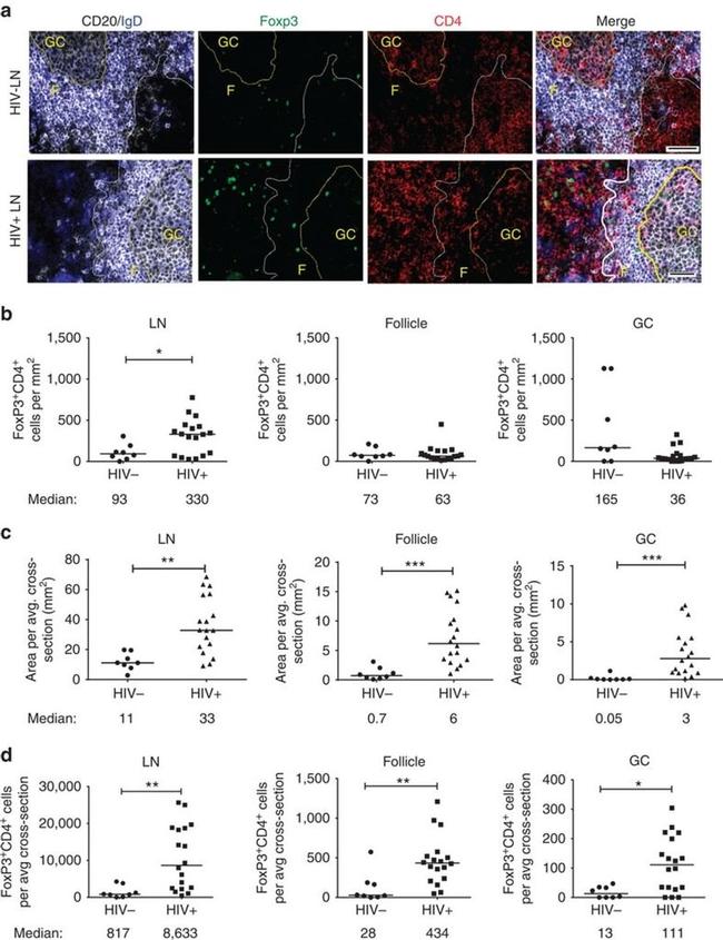 FOXP3 Antibody, eFluor™ 570 (41-4777-82)
