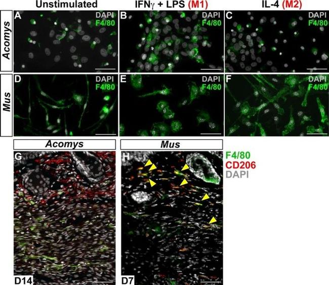 F4/80 Antibody, eFluor™ 450 (48-4801-82)