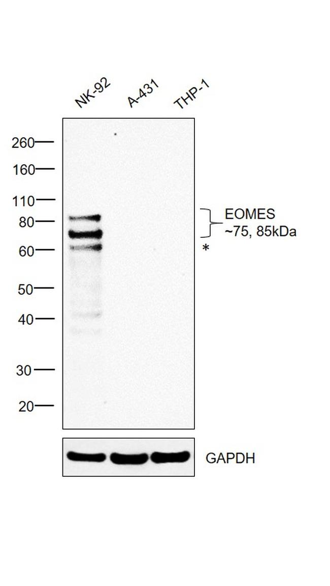 EOMES Antibody (14-4877-82)