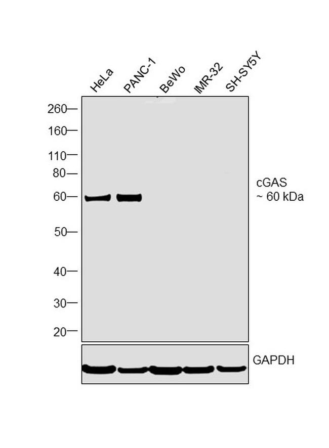 cGAS Antibody (14-5158-82)