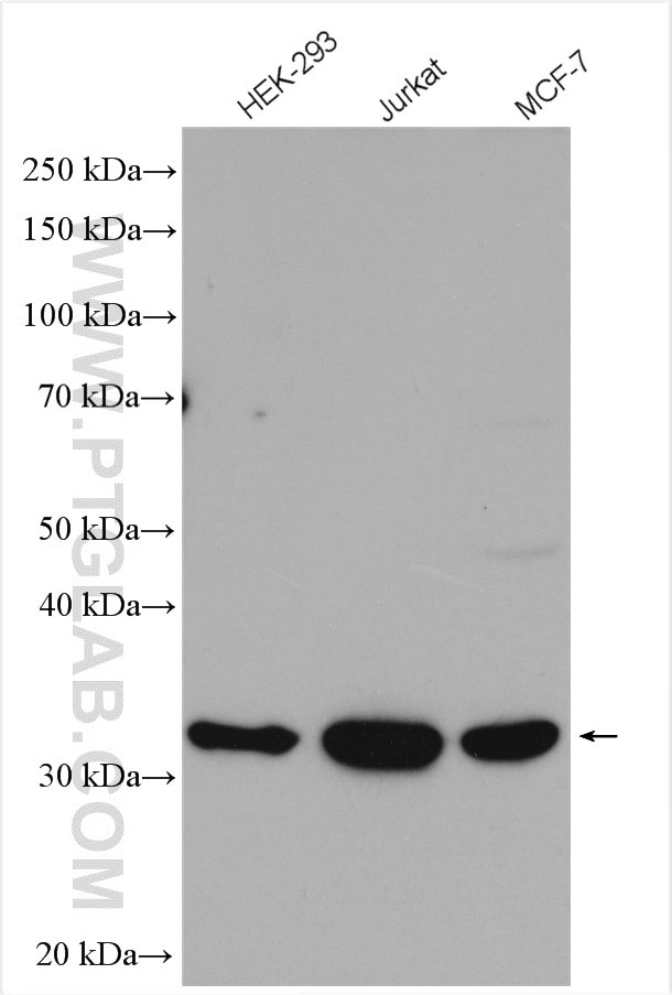 HSD17B7 Polyclonal Antibody (14854-1-AP)