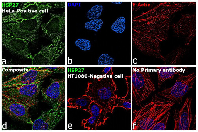 HSP27 Antibody (14-9112-80)