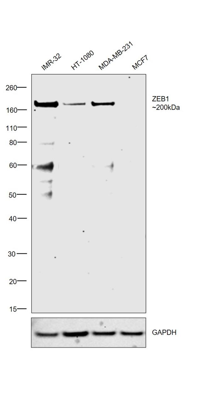 ZEB1 Monoclonal Antibody (3G6) (14-9741-82)