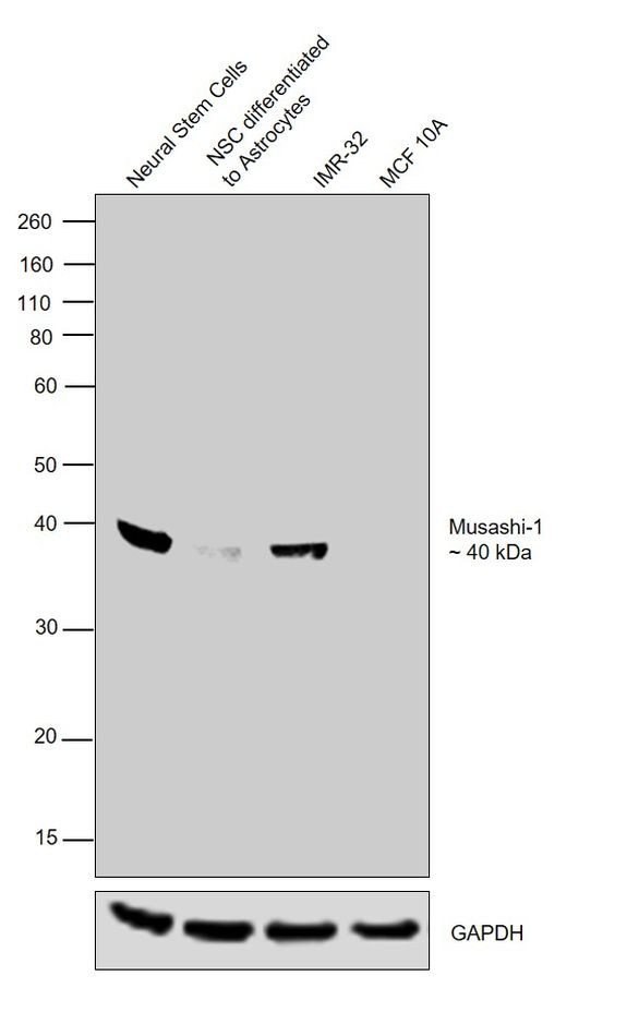 Musashi-1 Antibody (14-9896-82)